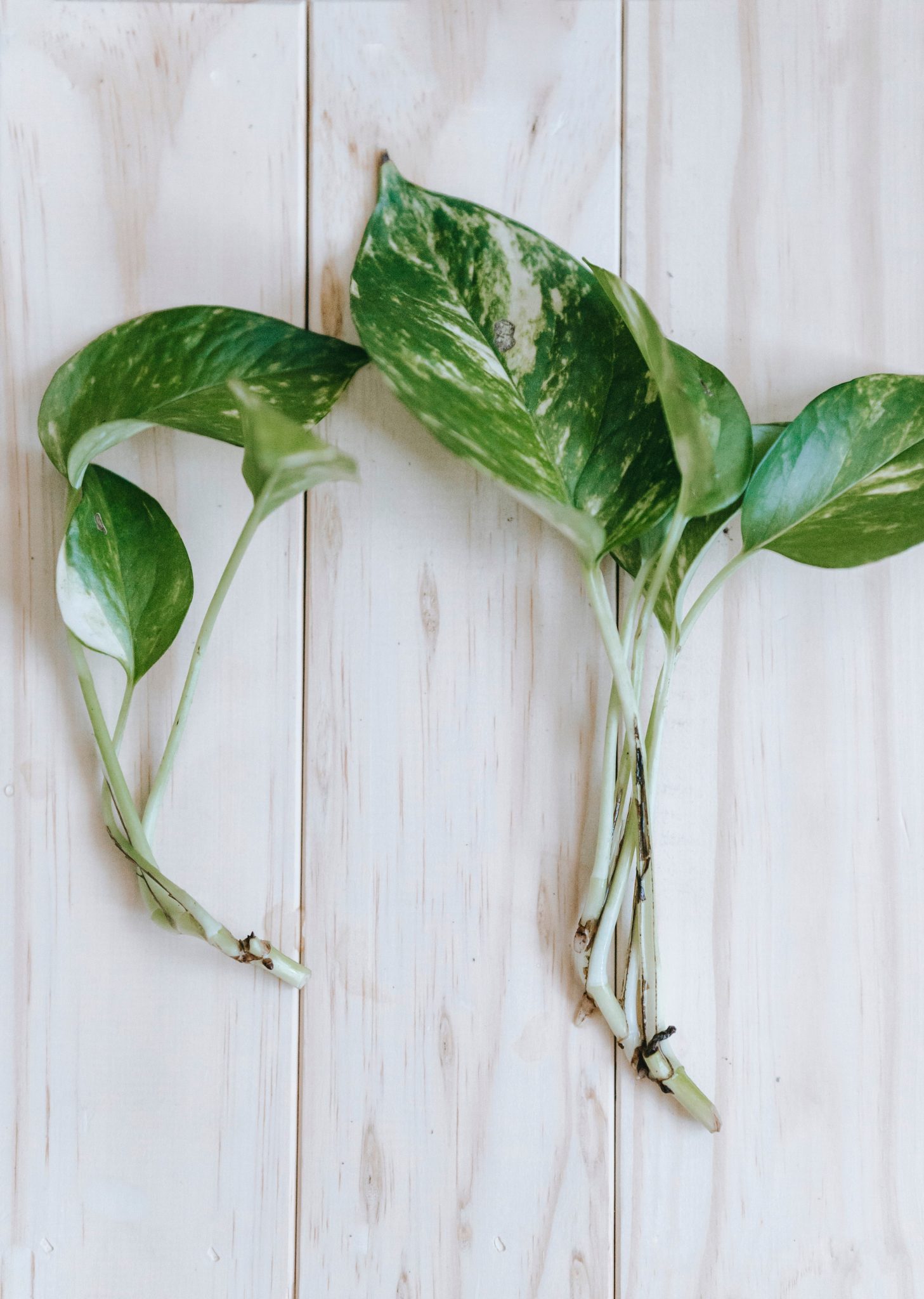 Creating A Growth Plan - The Growth Manager